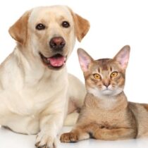 Pet Friendly (Small-Sized Dogs/Cats)