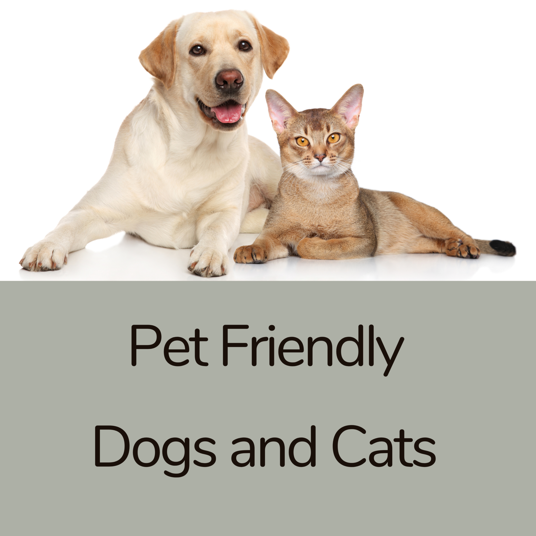 Pet Friendly (Small-Sized Dogs/Cats)